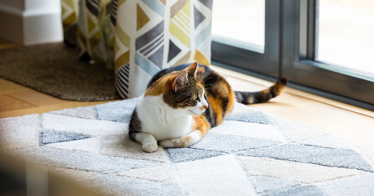 Travelling With Your Cat | Help and Advice | Cats Protection