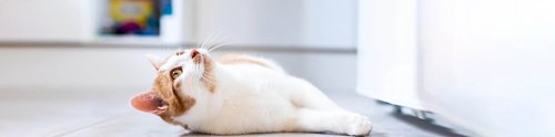 Help and Advice | Expert Cat Care Guides | Cats Protection
