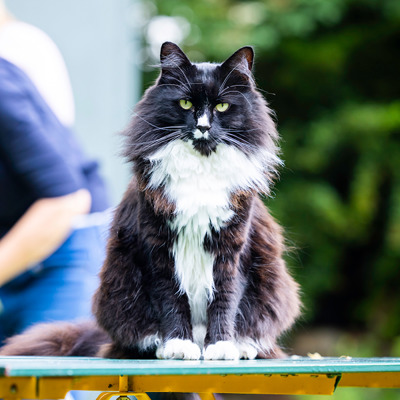 National Cat Awards | Events | Cats Protection