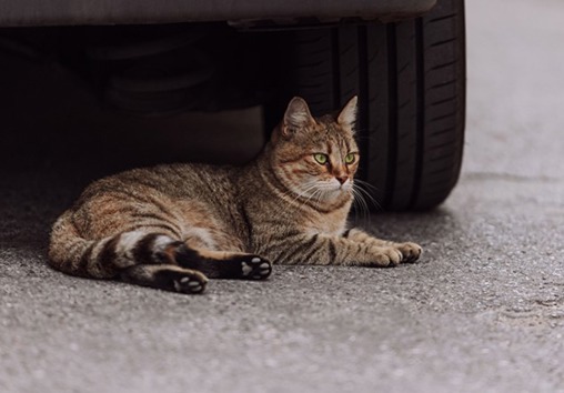 Antifreeze poisoning in cats | Cats Protection