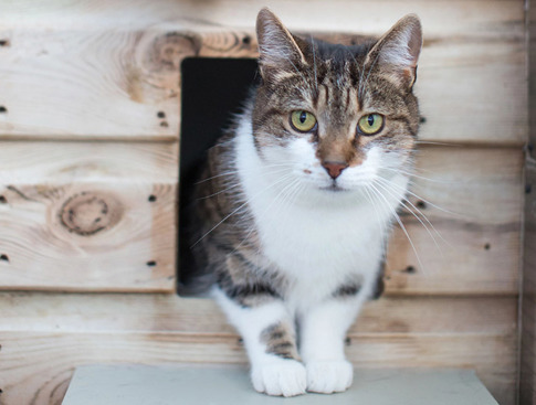 Careers | Work with cats | Cats Protection
