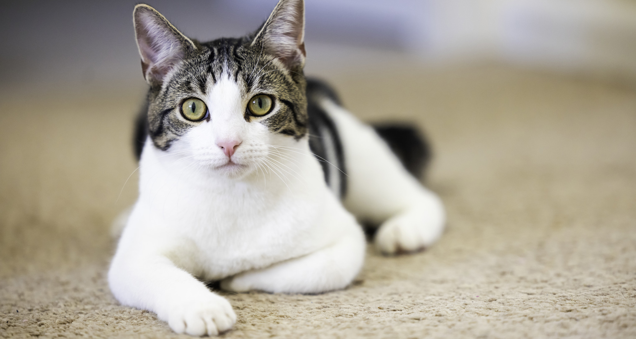 Cats Protection Rochdale