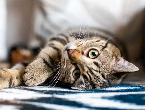 Careers | Work with cats | Cats Protection