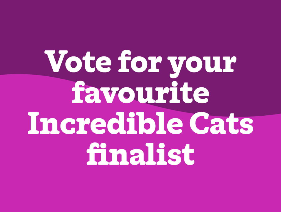National Cat Awards | Events | Cats Protection