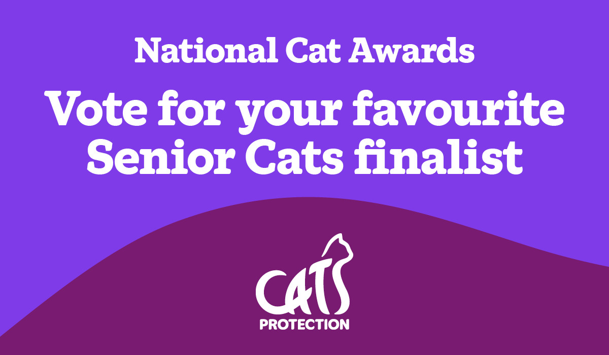 NCAs: Senior Cats finalists | Cats Protection