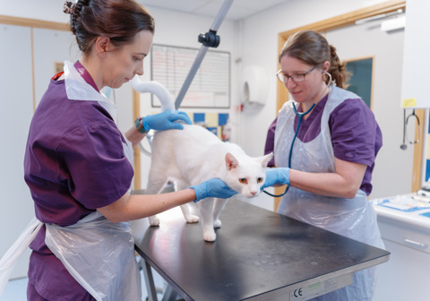 Neutering Your Cat | Cats Protection