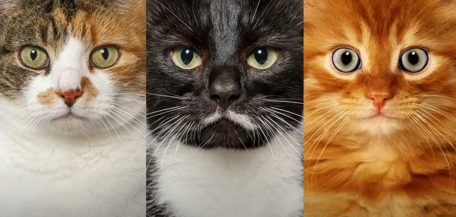 Cats Protection | UK’s Largest Cat Welfare Charity