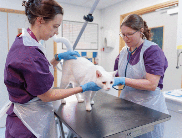 Neutering and Spaying | What We Do | Cats Protection