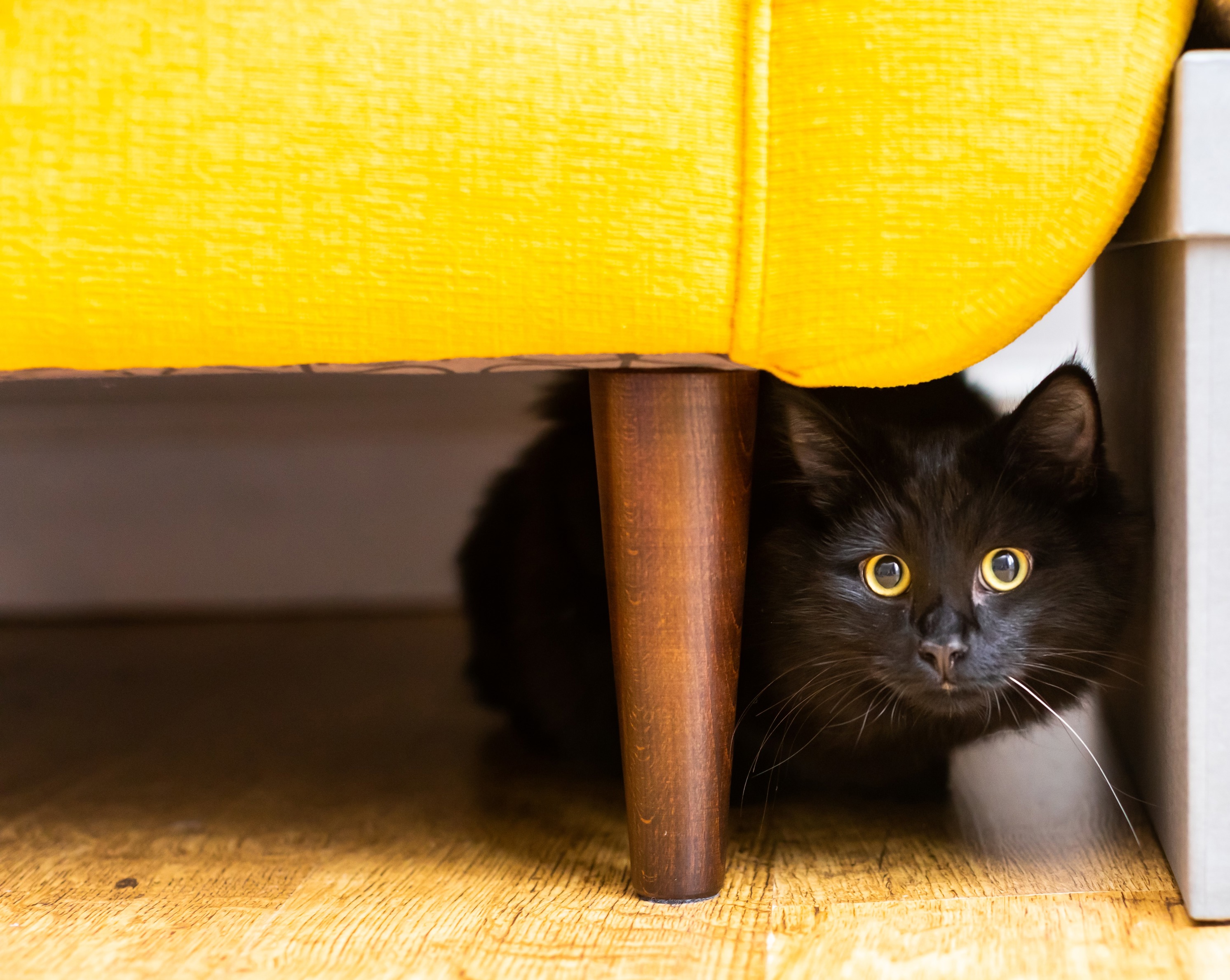 The Cat Manifesto | Campaigns | Cats Protection