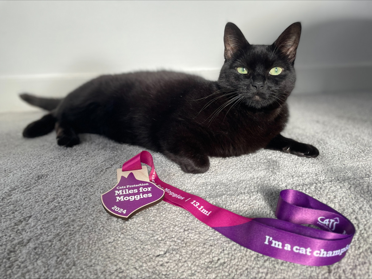 Fundraise for Cats Protection | Support us | Cats Protection