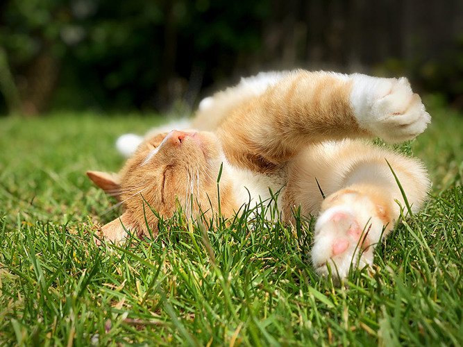 Volunteering | Support us | Cats Protection