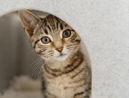 Support us | Help us to help cats | Cats Protection