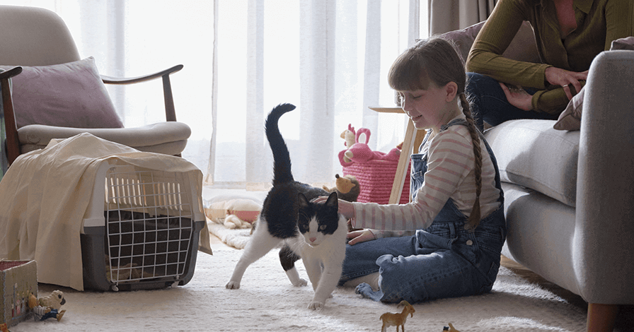 About Cats | Who are Cats Protection? | Cats Protection