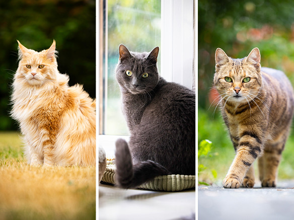 National Cat Awards 2025 | Events | Cats Protection
