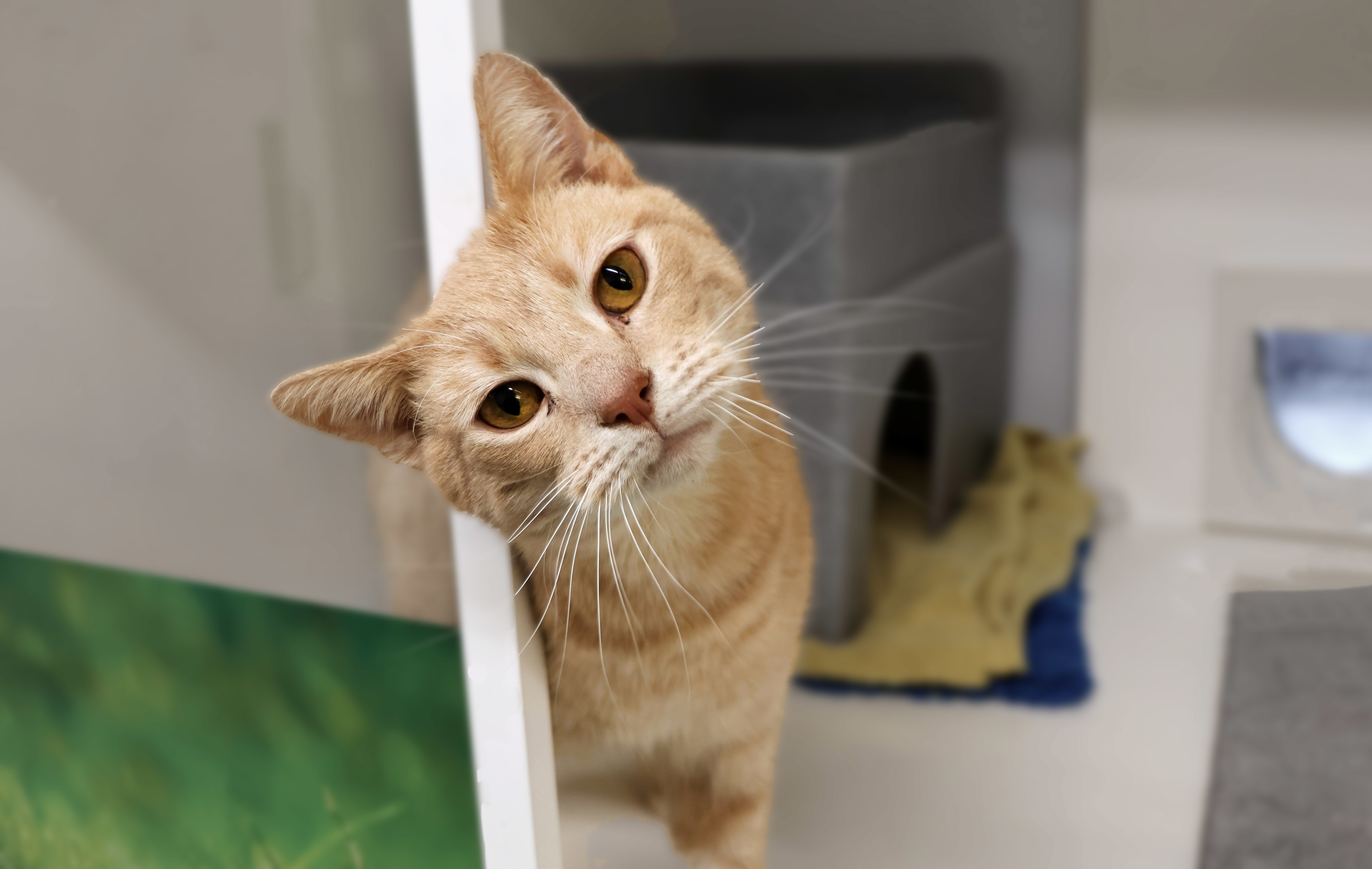 Donate to help protect cats and kittens in need | Cats Protection