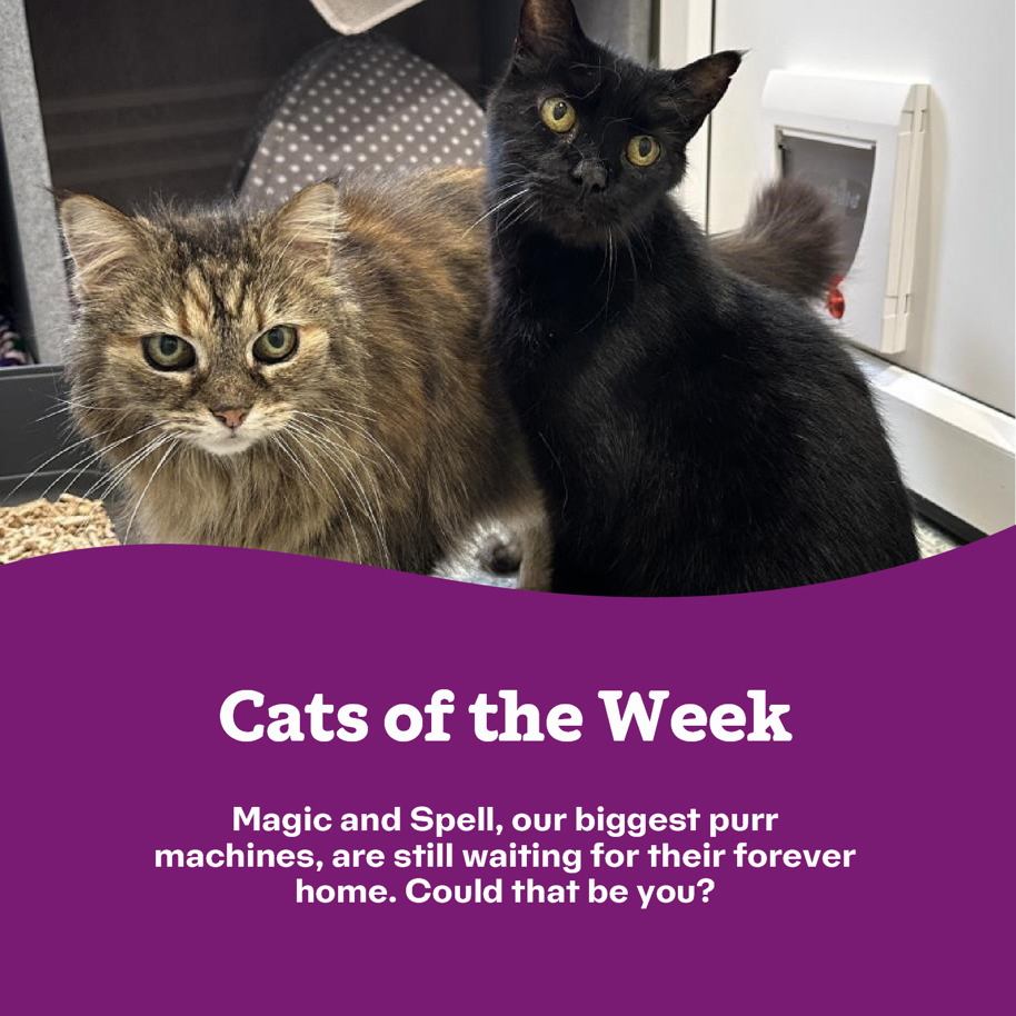 Cats Protection Essex Cat Centre