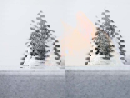 Hide & Sleep® by Cats Protection | Cats Protection