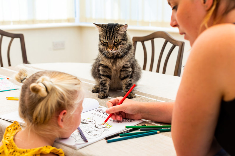 Volunteering | Support us | Cats Protection
