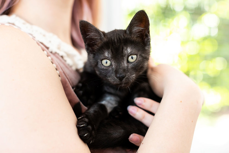 Volunteering | Support us | Cats Protection