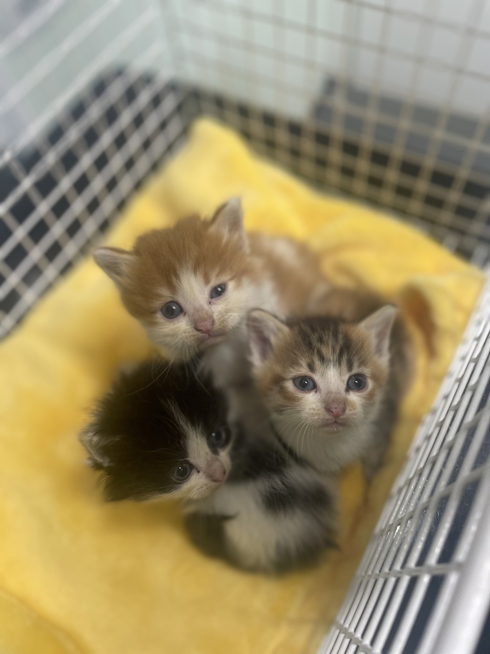 Cats Protection Northern Ireland Cat Centre