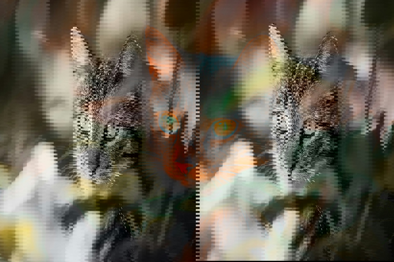 Cats Protection Frome & District Branch