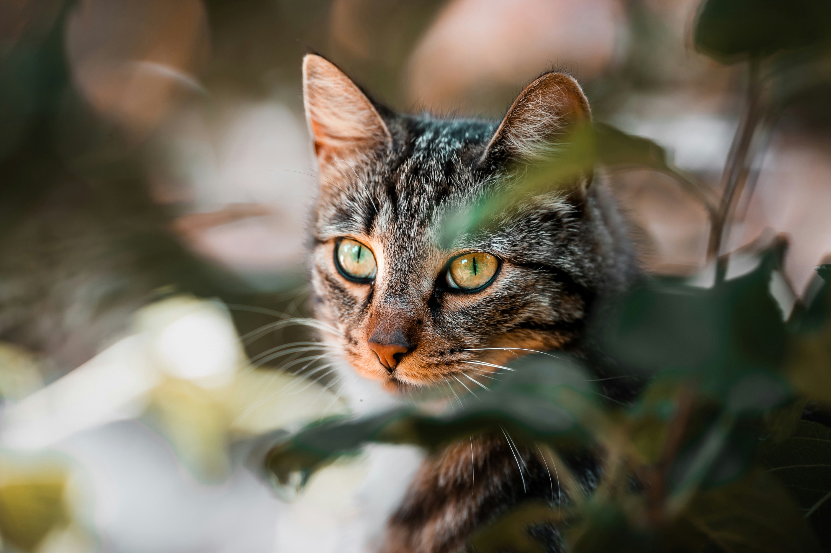 Cats Protection Frome & District Branch