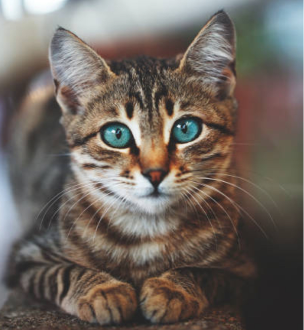 Support us | Help us to help cats | Cats Protection