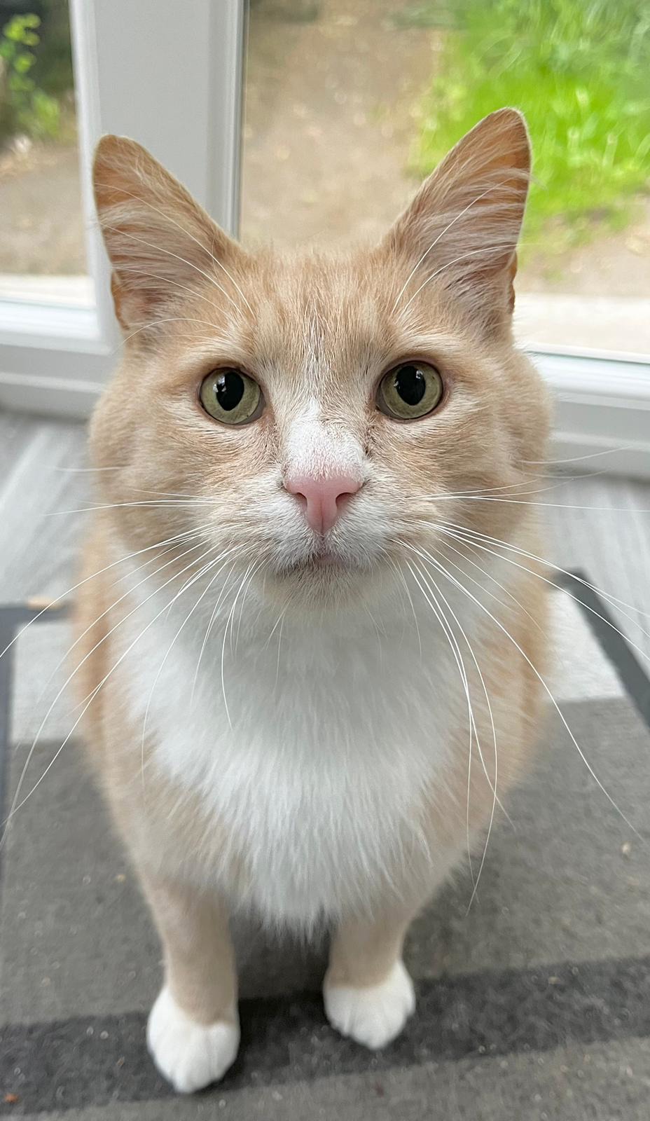 Cats Protection Caithness Branch