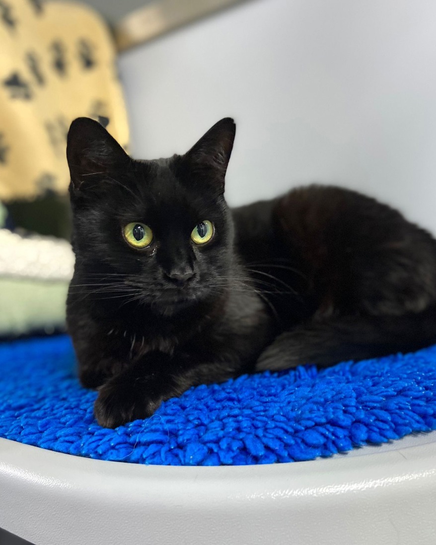 Young cat thrives in new home after harm from air gun pellet