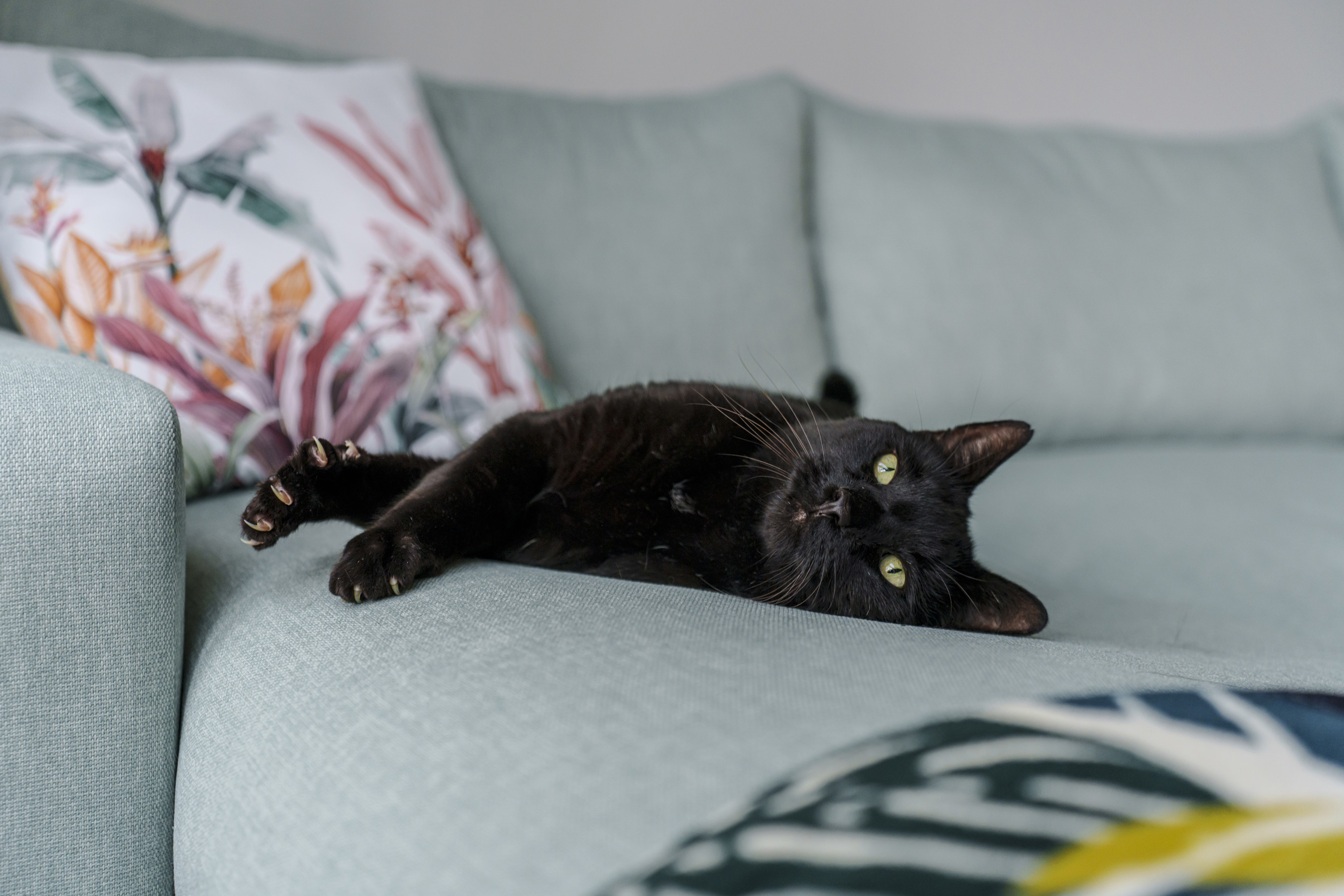 Cats Protection Bracknell & Wokingham Districts Branch