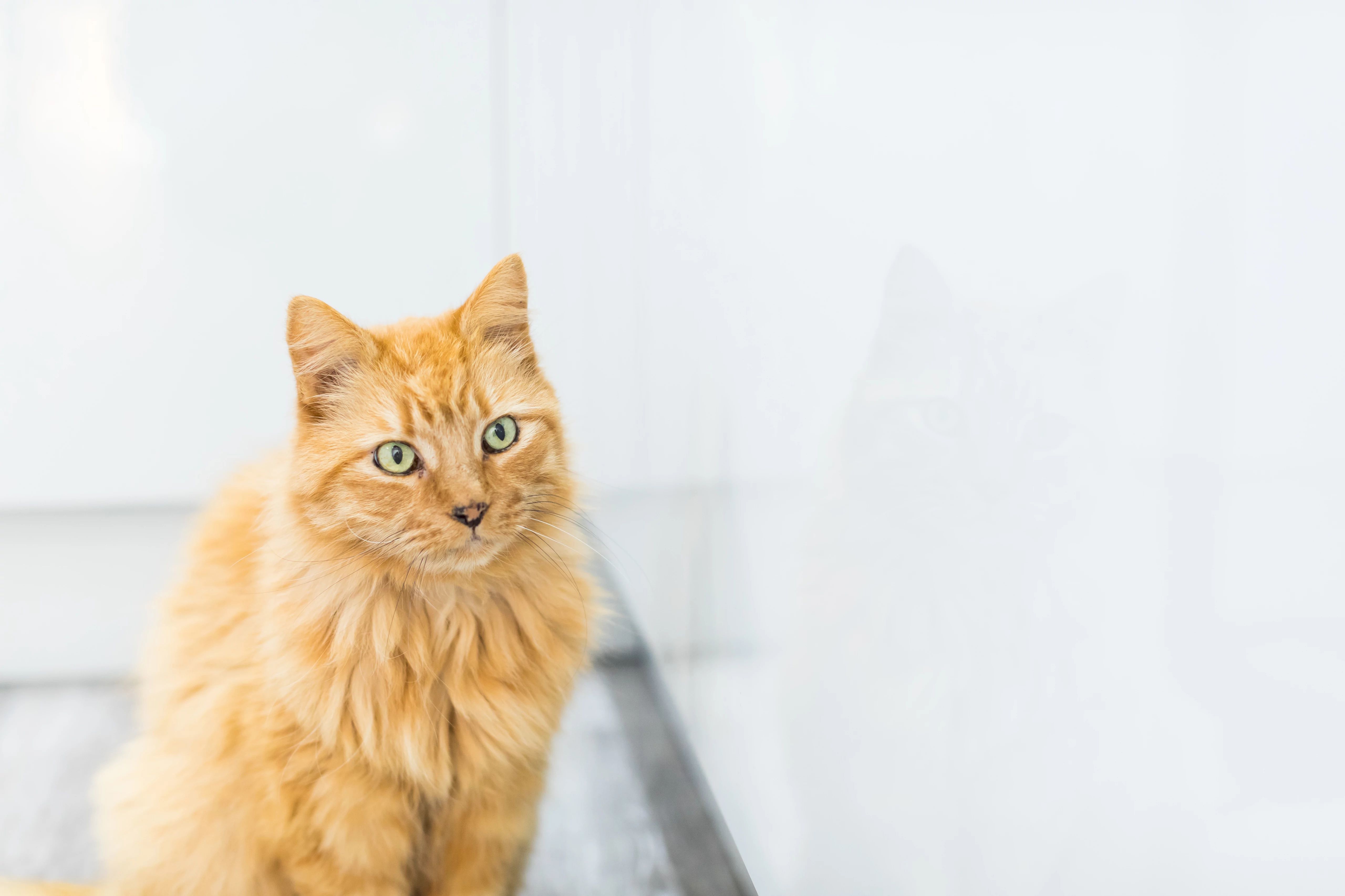 The Cat Manifesto | Campaigns | Cats Protection