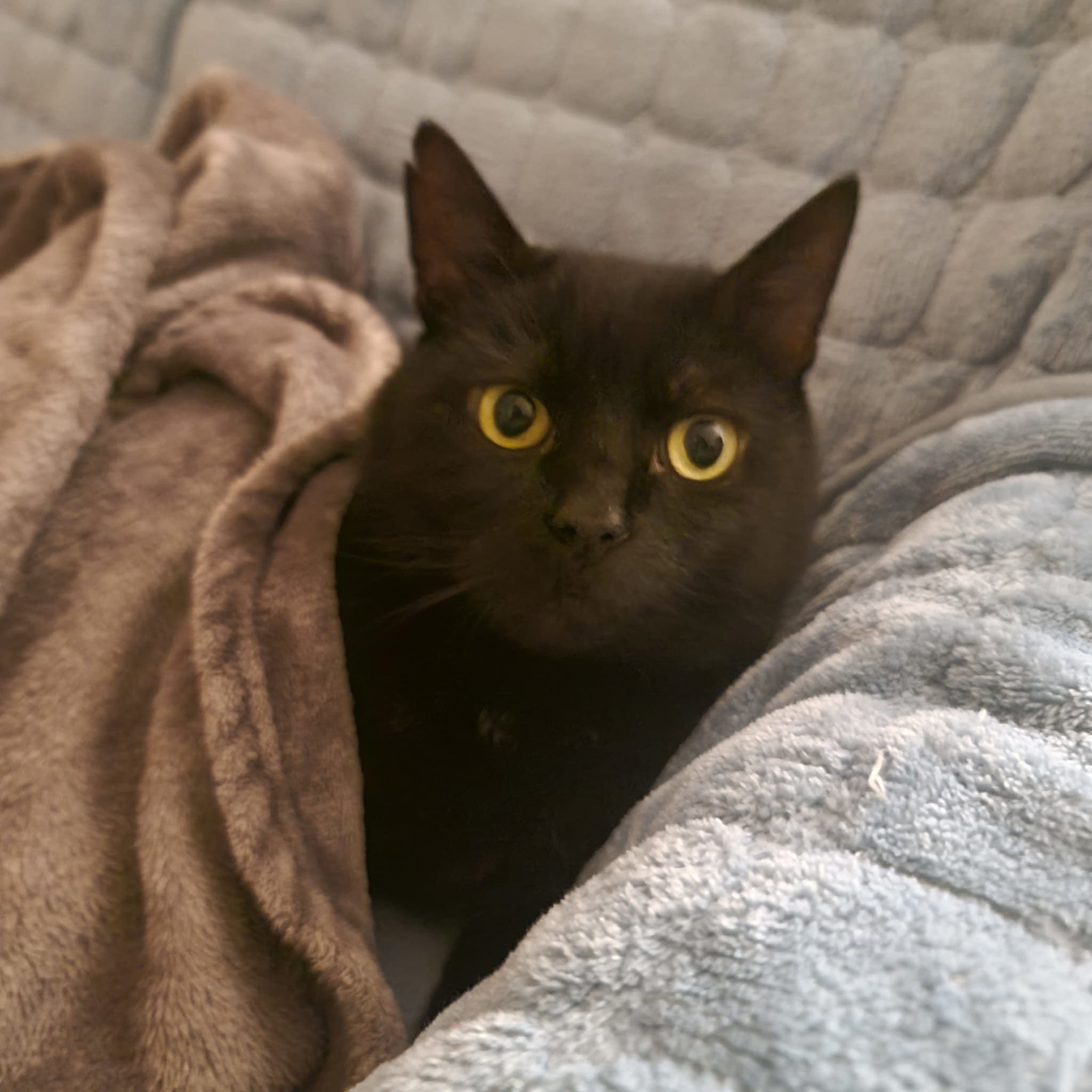 A black cat named Sir Trevor is looking for a home in Norfolk