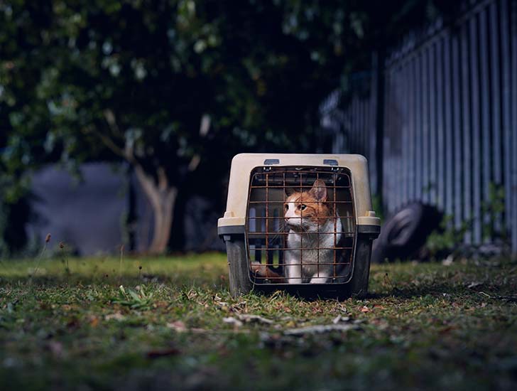 Here for every cat's journey | Cats Protection