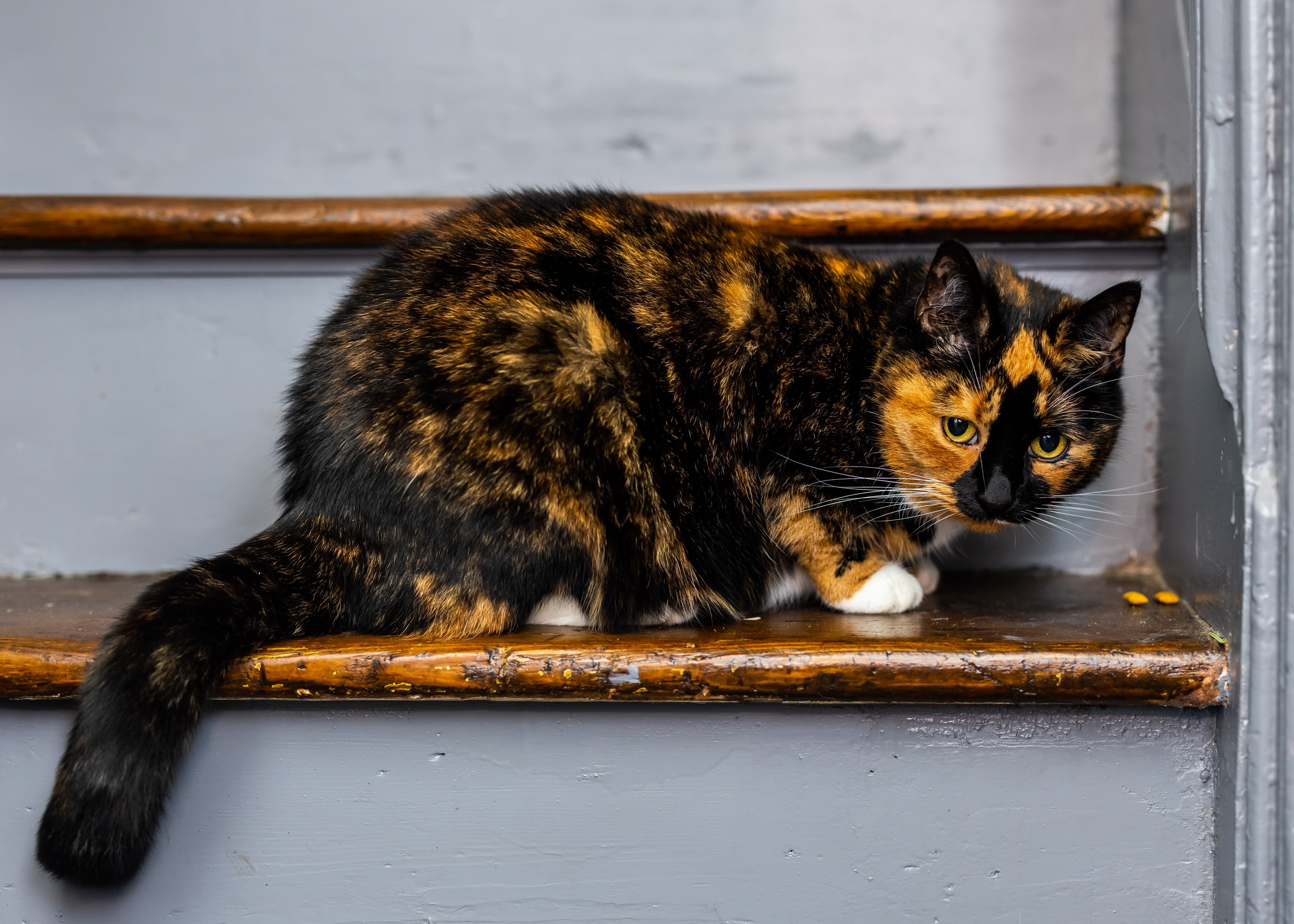 The Cat Manifesto | Campaigns | Cats Protection