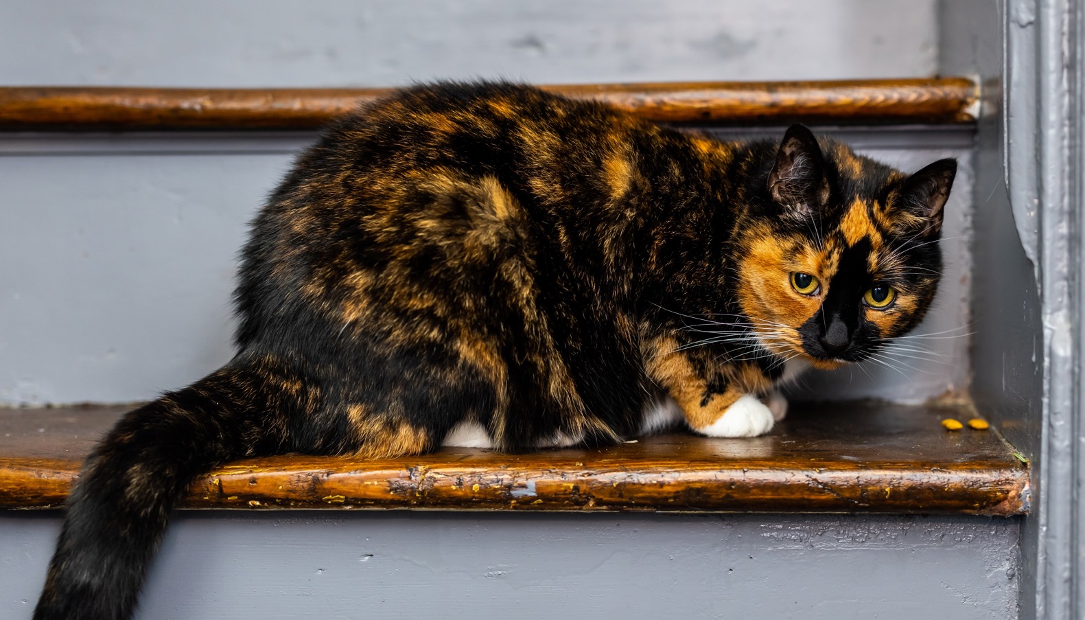 The Cat Manifesto | Campaigns | Cats Protection