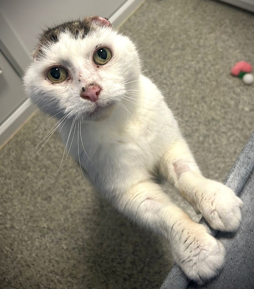 Cat's ears amputated due to cancer | Cats Protection