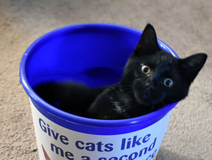 Fundraise your own way | Cats Protection