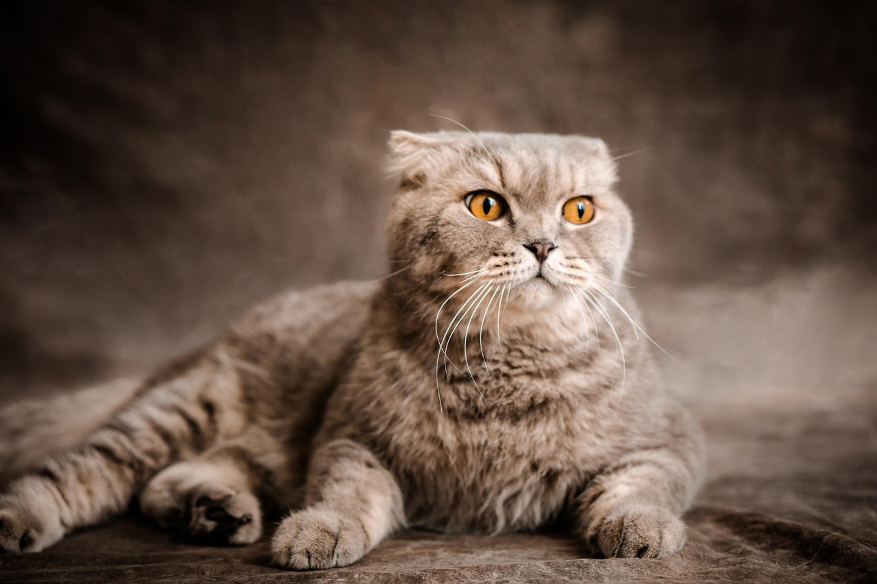Scottish Folds | Extreme traits | Cats Protection