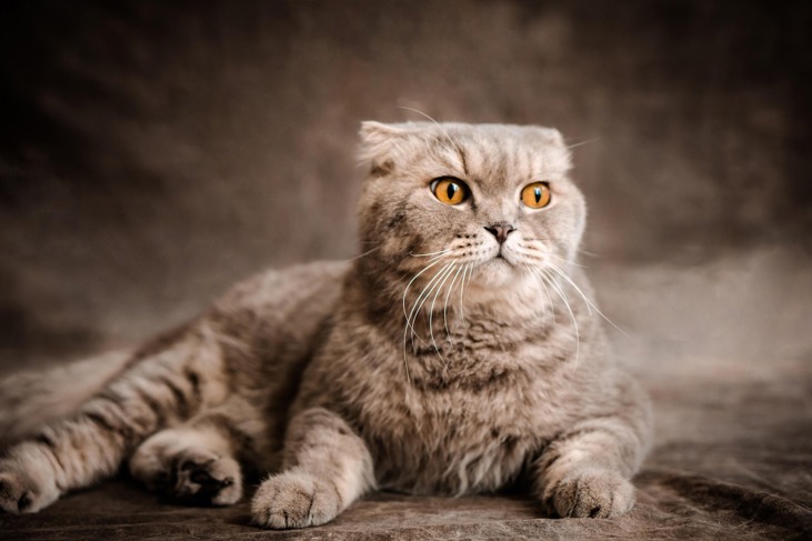Scottish Folds | Extreme traits | Cats Protection