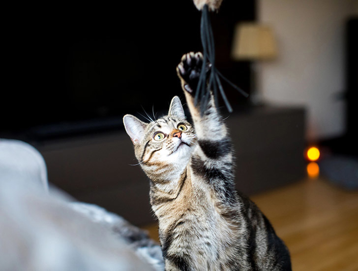 Careers | Work with cats | Cats Protection