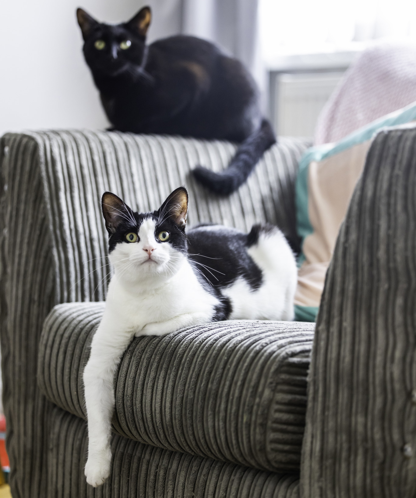 Cats Protection Norwich & District Branch