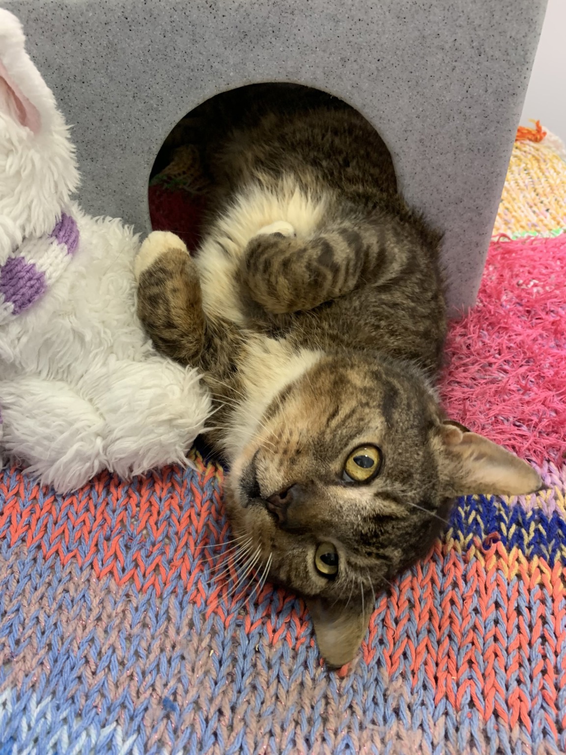 Here for every cat's journey | Cats Protection