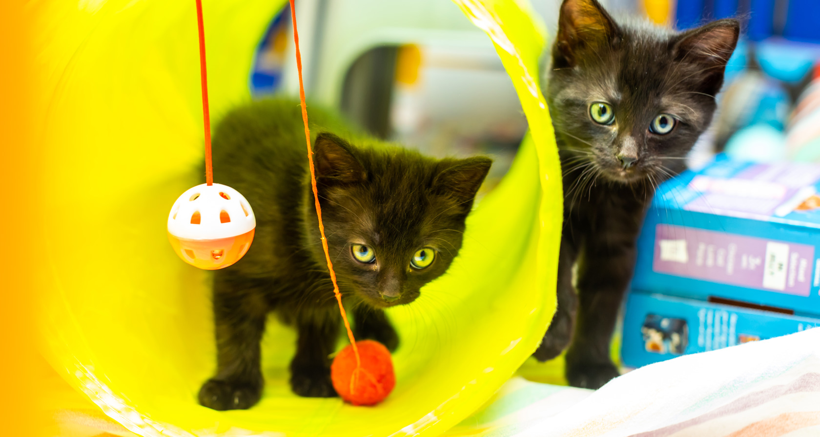 Cats Protection Bracknell & Wokingham Districts Branch