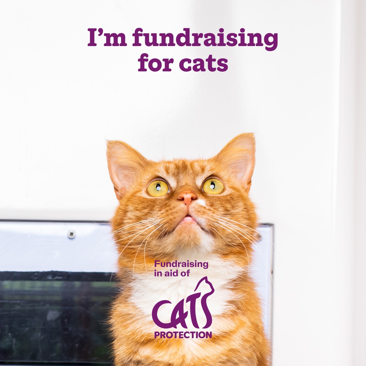 Social media promotion | Fundraise your way | Cats Protection