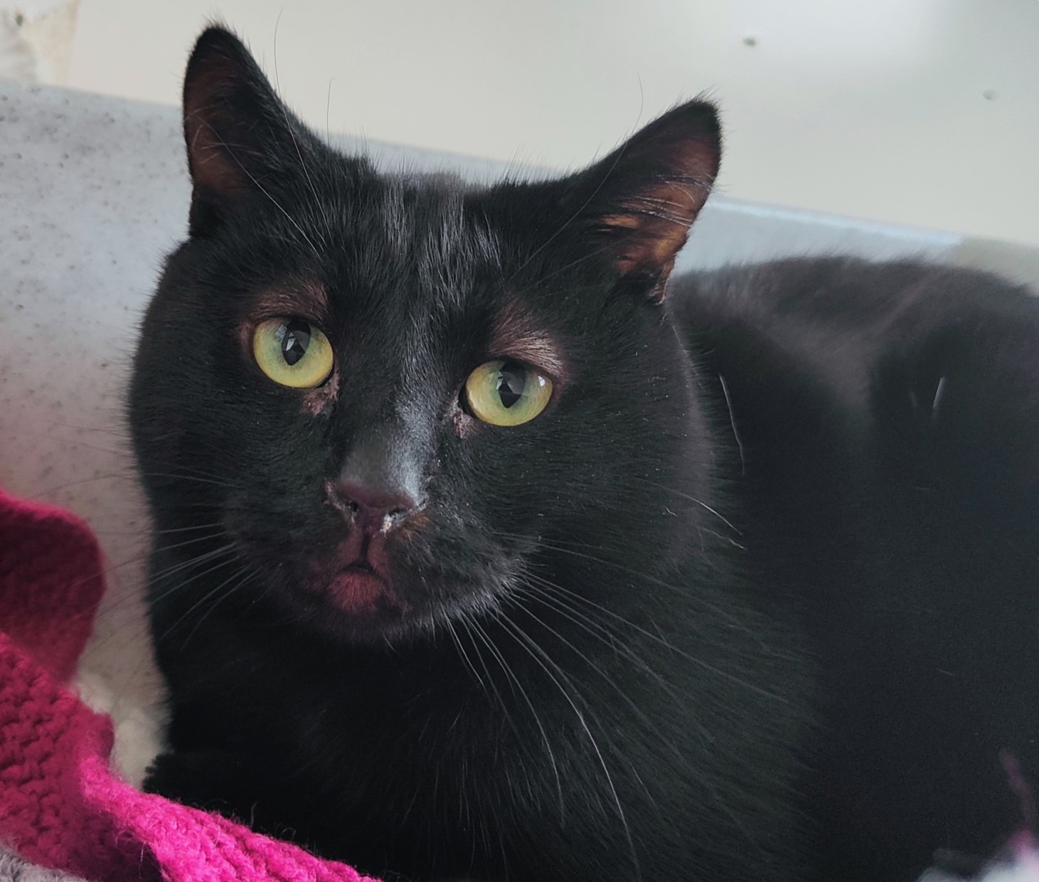 Open your heart to a special cat with quirky paws