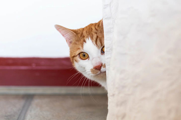 Managing Cat Behaviour | Our Quick Guide | Cats Protection