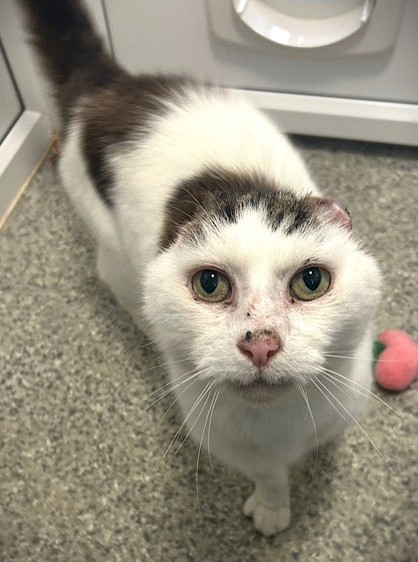 Cat's ears amputated due to cancer | Cats Protection