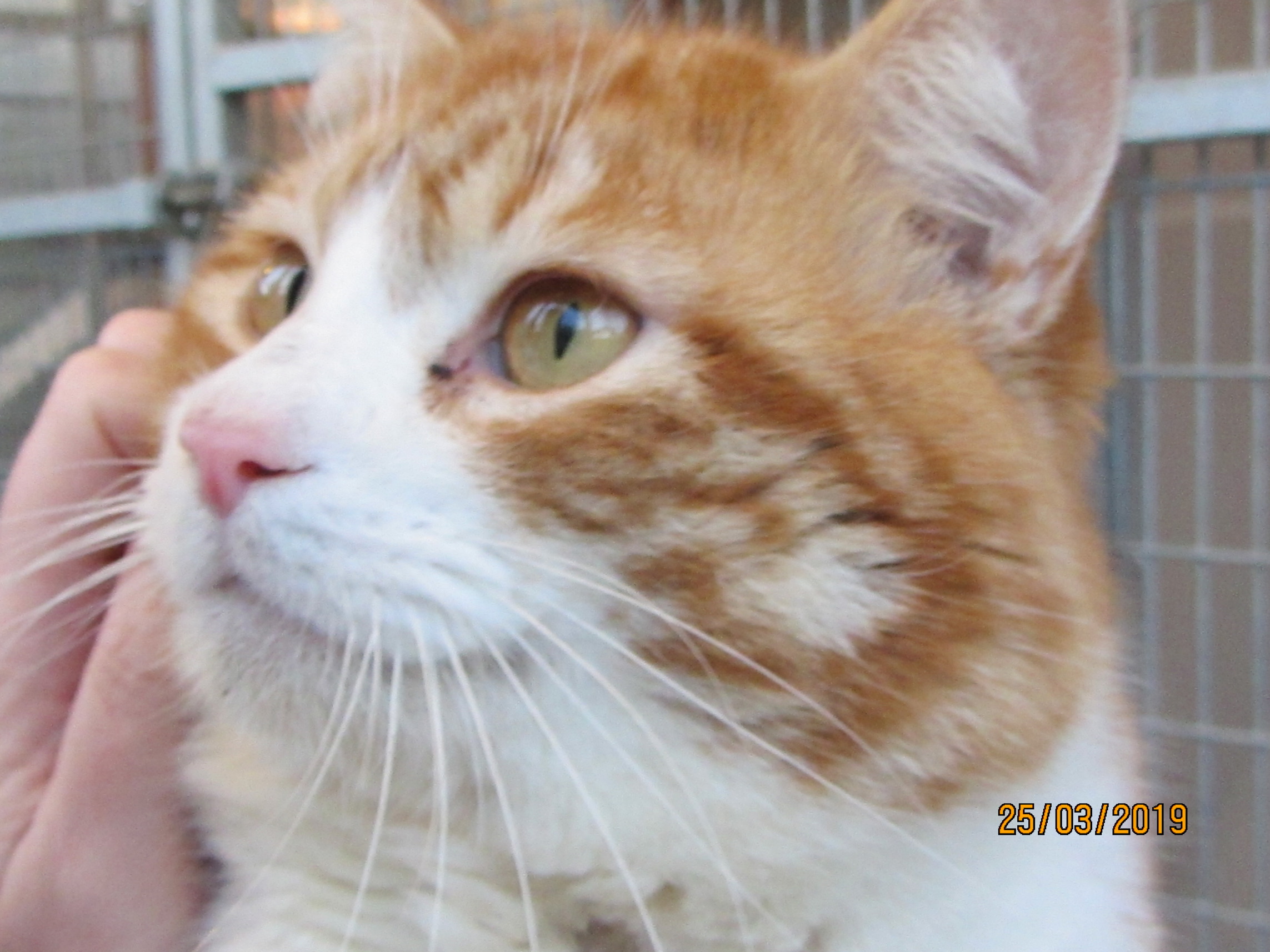 Cats Protection North Hertfordshire Branch