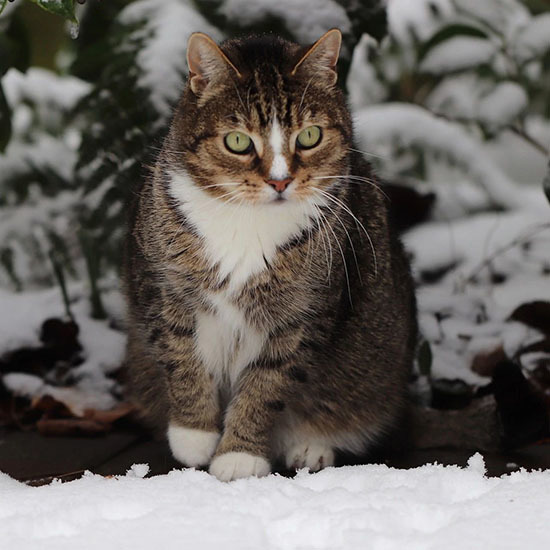 How to keep cats safe in cold weather