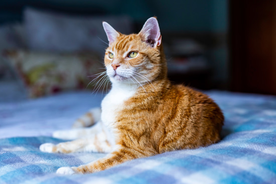 Feline coronavirus and Feline Infectious Peritonitis